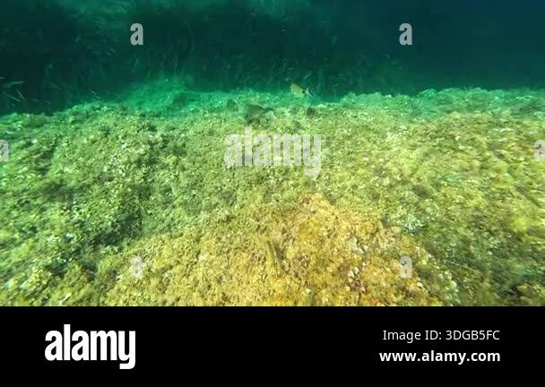 Dense underwater meadows of posidonia oceanica swaying gently, with ...