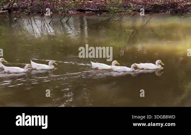 group of white duck swimming on a rural pond Stock Video Footage - Alamy
