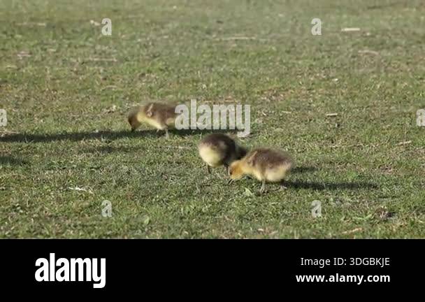Close up of a beautiful yellow fluffy greylag goose baby gosling in ...