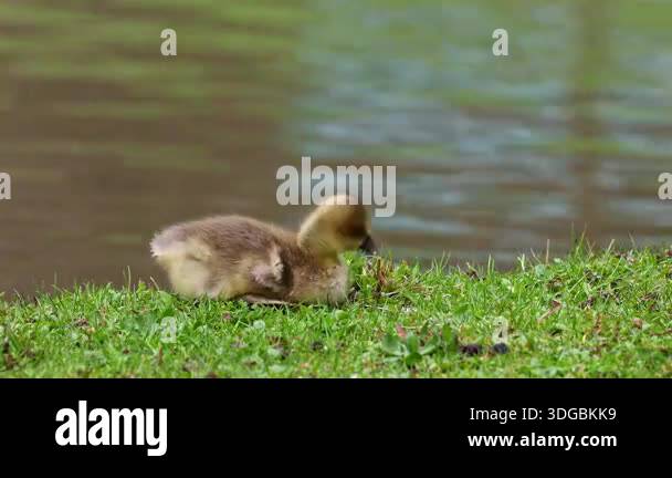 Close up of a beautiful yellow fluffy greylag goose baby gosling in ...