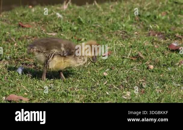 Close up of a beautiful yellow fluffy greylag goose baby gosling in ...