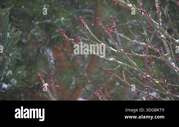 A close-up of deciduous tree branches with clearly visible swollen buds ...