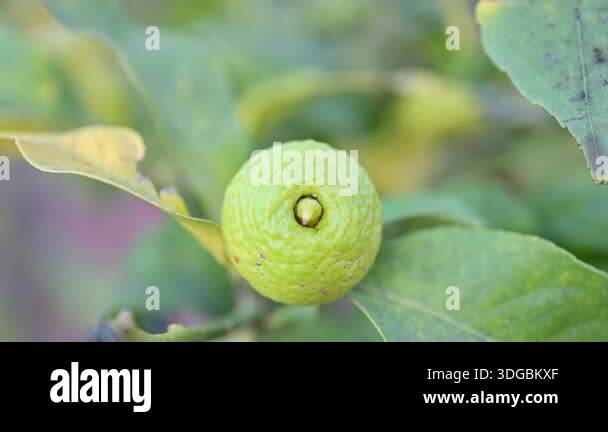 Close up of a small green lemon surrounded by citrus leaves ...