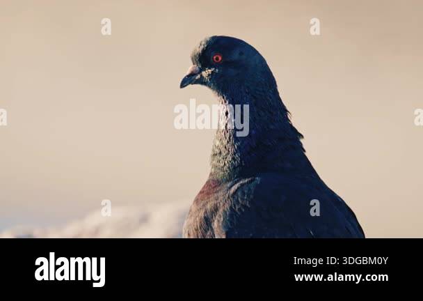 Close up profile of a pigeon with detailed feathers and sharp eye focus ...