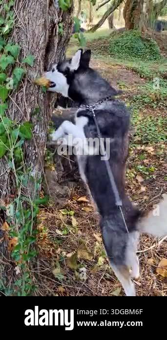Vertical Video of a Siberian Husky Dog Standing Up and Scratching a ...