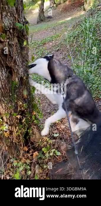 Siberian Husky Dog Standing on Hind Legs Scratching and Sniffing a Tree ...