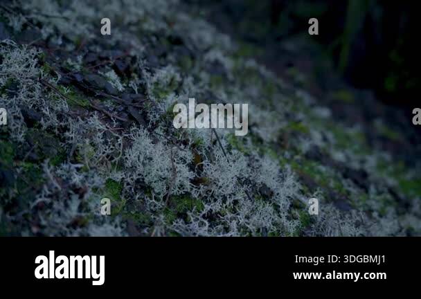 close up lichen covered rock surface, geologist scraping sample ...