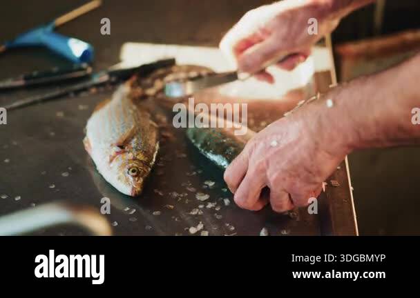 Hands scaling a small fish on a stainless-steel work surface with ...
