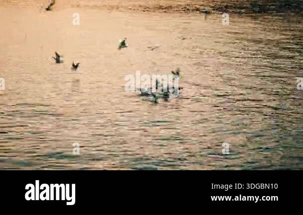 Group of seagulls flying low and landing on the sea surface during ...