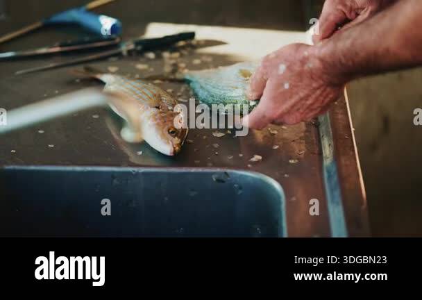 Hands scaling a small fish on a stainless-steel work surface with ...