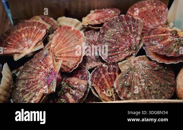 Close up of raw scallop shells stacked inside a wooden crate, with ...