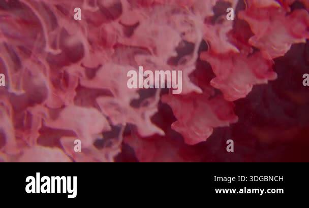 Paint splash defocused. Mix smoke. Red white pigment mist flowing in ...