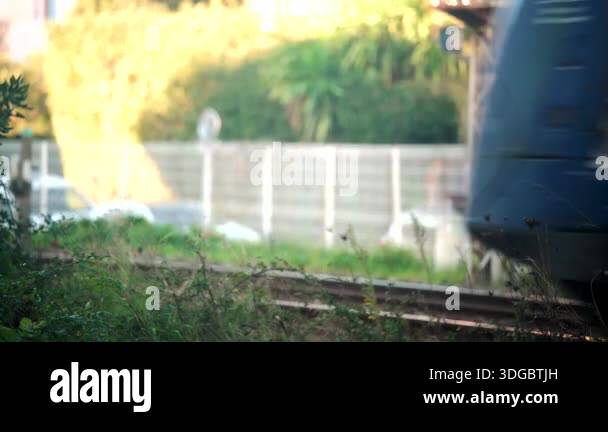 Side view of a passenger train moving past tall grass and plants near ...