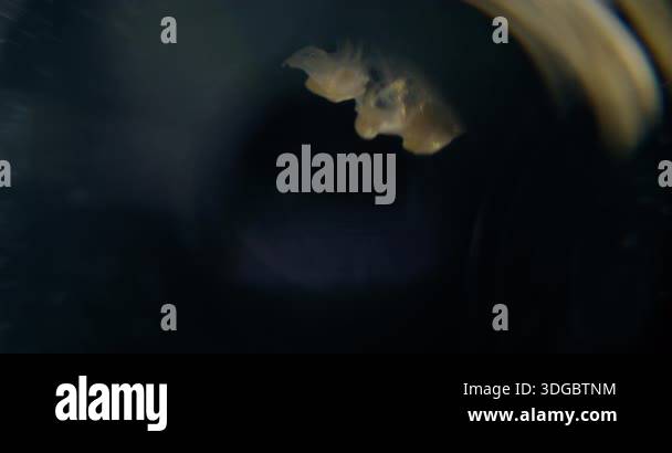 Smoke flow defocused. Grunge blob. Circle liquid frame swirl on ...