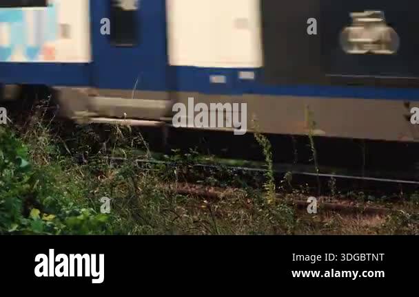 Side view of a passenger train moving past tall grass and plants near ...