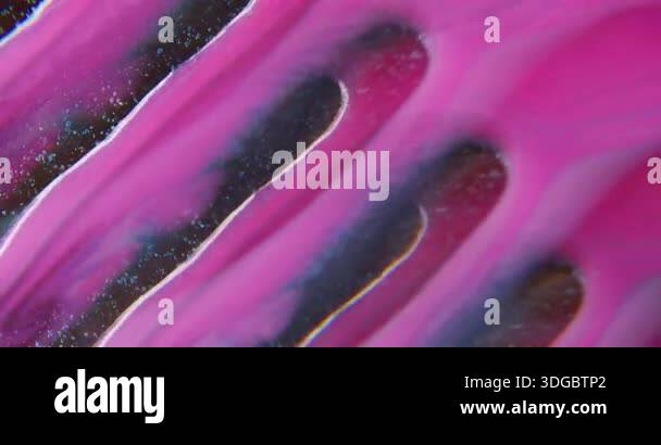 Blur colorful drip. Trickles paint. Bright pink fluid flow on glass ...