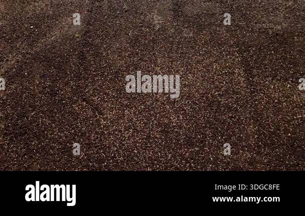 Seeding lawn grass in the garden. Selective focus. Nature Stock Video ...