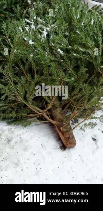 Discarded Christmas Trees on City Streets in Winter. Berlin during ...