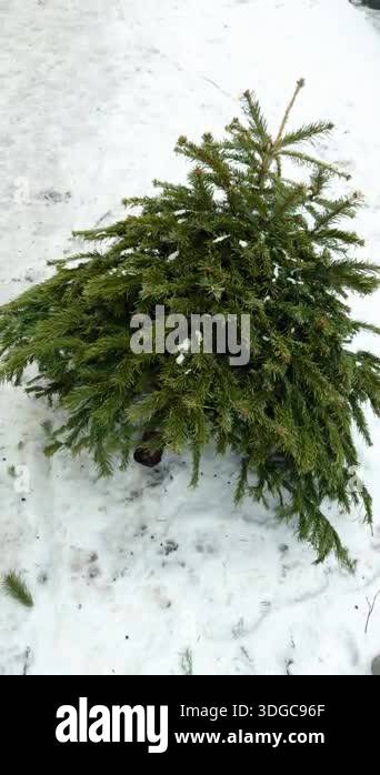 Discarded Christmas Trees on City Streets in Winter. Berlin during ...