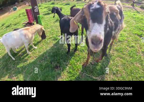Farm Animals and Livestock Grazing and Moving Freely Across Rural ...