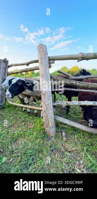 Sheep begging for treats on the farm Stock Video Footage - Alamy