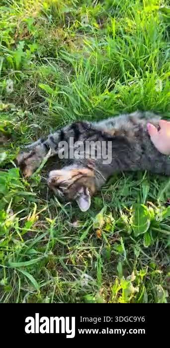 cat is relaxing on the green grass Stock Video Footage - Alamy
