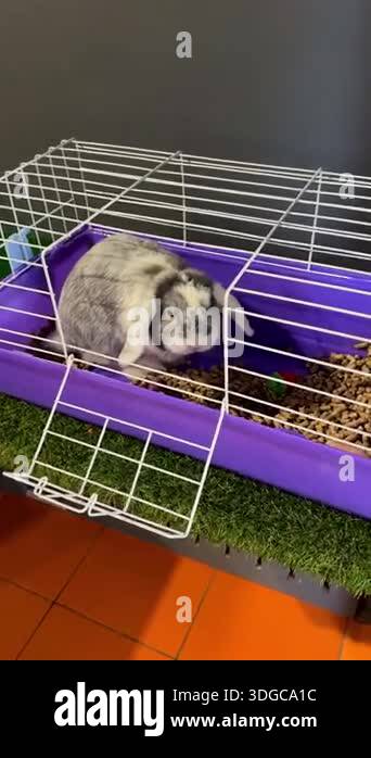 cute fluffy rabbit in a cage Stock Video Footage - Alamy