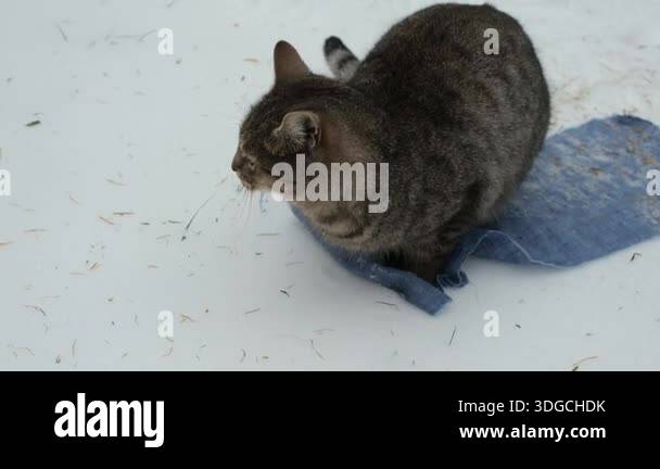 at is sitting on a linen cloth spread out in the snow. Cat observing ...