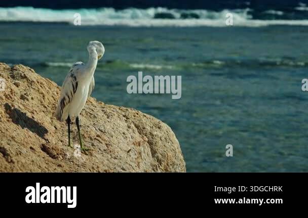White reef heron standing on rocky shore and preening feathers above ...