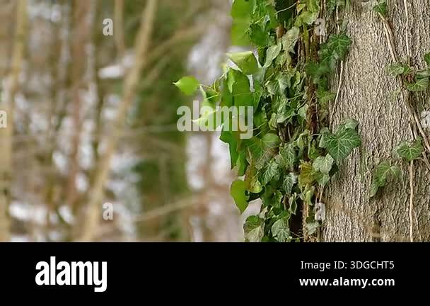 winter landscape with lake Germany Stock Video Footage - Alamy