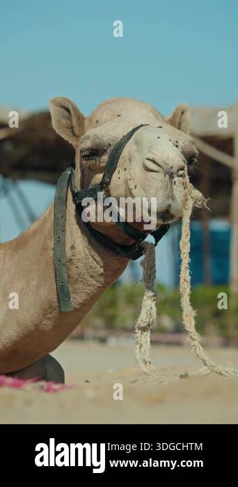 Close up portrait of resting camel with rope halter on sandy beach near ...
