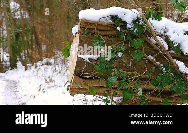winter landscape with lake Germany Stock Video Footage - Alamy