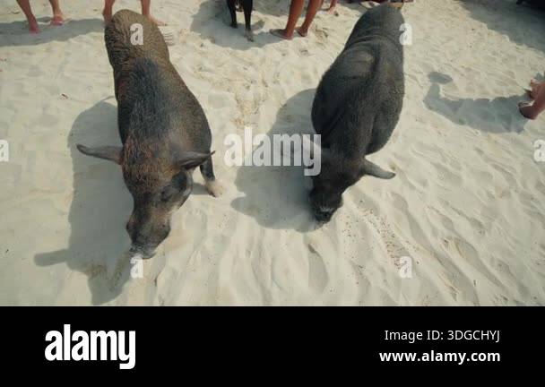 Two black pigs walking on white sandy beach among tourists during ...