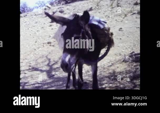 Load donkey carrying Stock Videos & Footage - HD and 4K Video Clips - Alamy