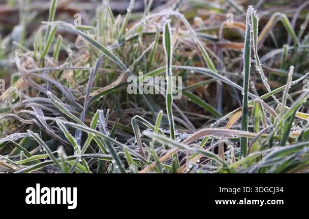 Many frozen blades of grass on the meadow, grass covered with frost ...