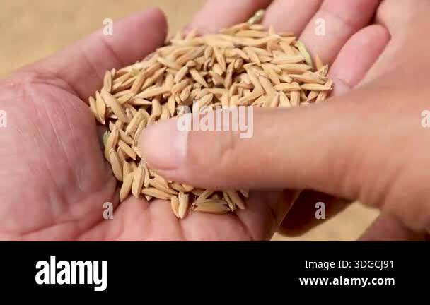 Paddy rice quality and checking, Farmer hands holding and inspecting ...