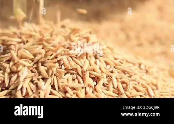 Paddy Rice, Unhusked Rice, a large amount of rice paddy spread out for ...