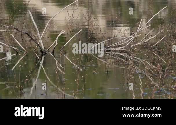 Background of dry branches and reflections in the water of the swamp ...