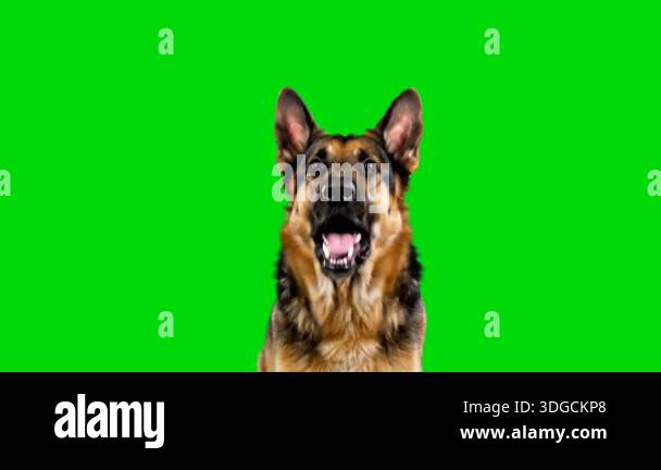 realistic German Shepherd dog on a bright green screen background ...