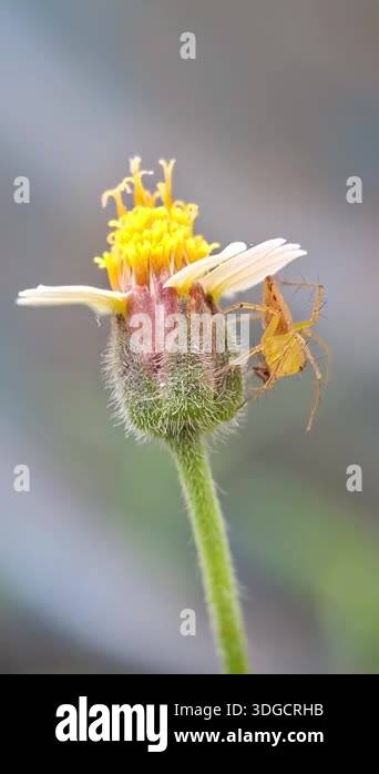Lynx Spider on White Flower of Wild Daisy, Oxyopes salticus and Tridax ...