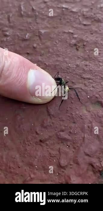Macro shot of a unique large ant with a shimmering golden abdomen ...