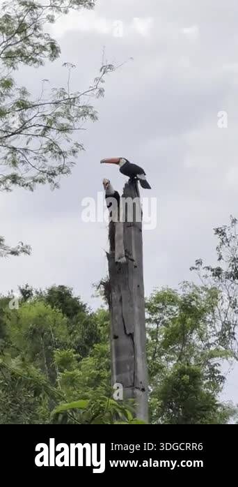 Toco Toucan perched on a dead palm tree in Puerto Iguaz, Argentina ...