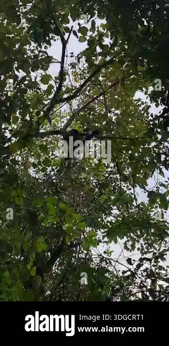 Black Capuchin Monkey swinging through the rainforest canopy in Puerto ...
