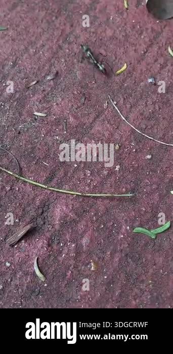 Macro shot of a unique large ant with a shimmering golden abdomen ...