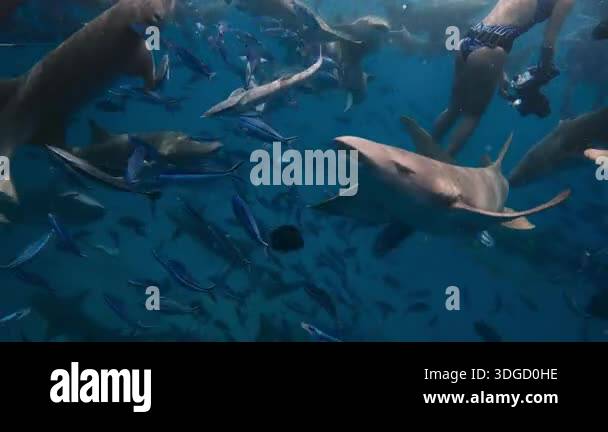 A group of nurse sharks glides in the sea, accompanied by a swarm of ...