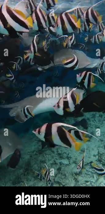 Large group of stingrays glide through the water surrounded by schools ...