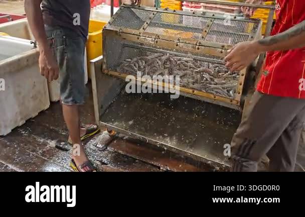 Perak,Malaysia. December 30,2025: Footage scene of the scaling goatfish ...