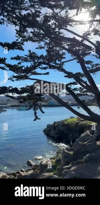 Silhouetted cypress tree and rocky coast in Monterey California Stock ...