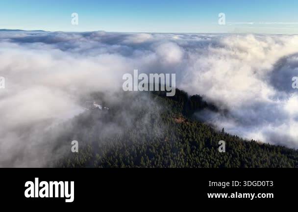 Aerial Forest Shrouded In Morning Fog, Conifer Ridge Emerging From Mist ...