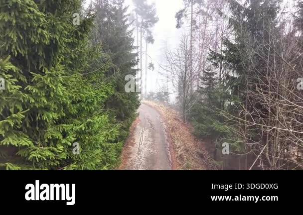 Evergreen Trail Curving Through Dense Pines, Narrow Gravel Track ...